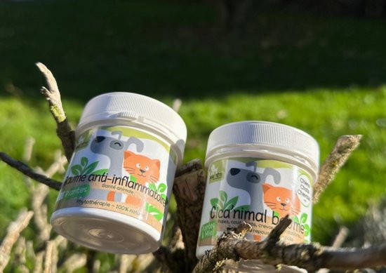 KasTete Franse Natuurlijke Ontstekingsremmende balsem voor honden en ...