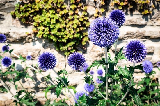 Echinops bannaticus Blue Globe - Kogeldistel | bol