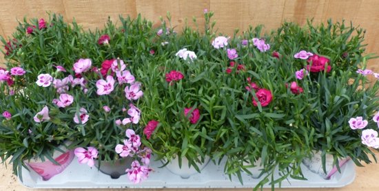 Anjer 10 potjes in tray kleur mix | bol