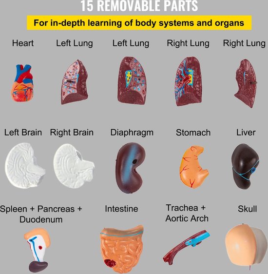 M.A.R.S. Enterprise - Vevor Menselijk Torso - Mini Torso - Menselijk ...