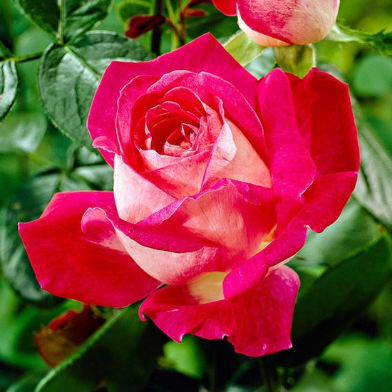 Rosa 'Rose Gaujard®' - Grootbloemige roos op pot - Rood Roze - ↑ 35 ...