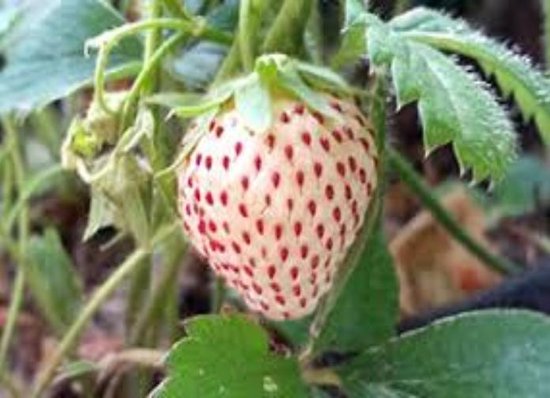 'Snow White' pineberry, ananas-aardbei, witte aardbei, 9 cm pot | bol