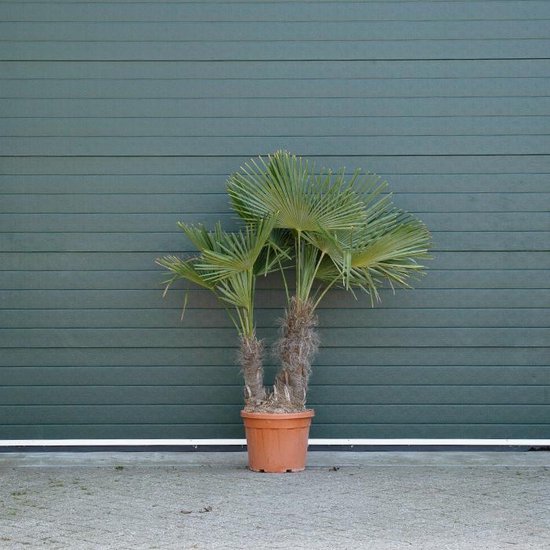 Chinese waaierpalm Trachycarpus Fortunei' duostam 130-150 cm ...