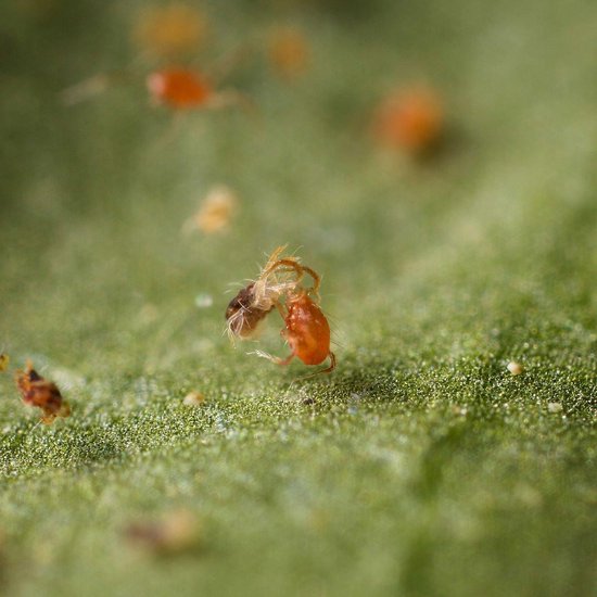 500 Phytoseiulus persimilis tegen spint (roofmijt tegen spintmijt ...
