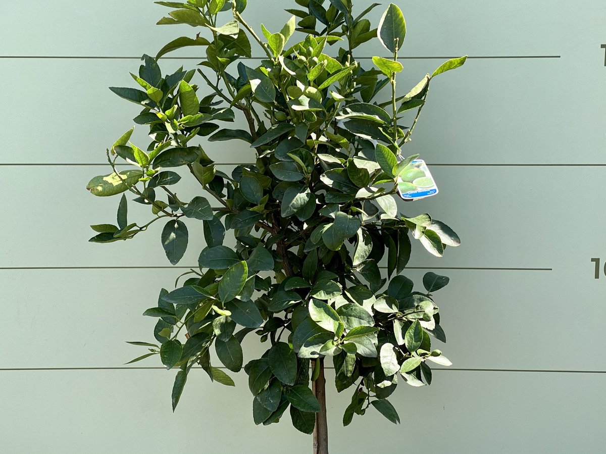 bol.com | Limoenboom, Citrus Latifolia, groene limoen, 160cm