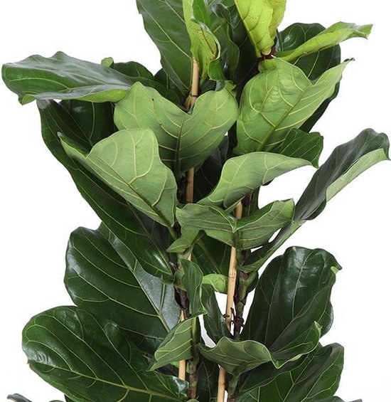 Ficus Lyrata in Boule TAUPE pot - Potmaat 27cm - Hoogte 140cm | bol