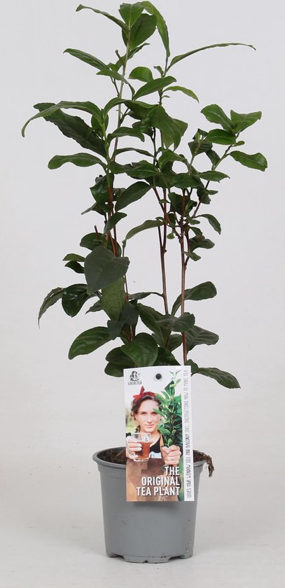 Plantenboetiek.nl | Camellia Sinensis (theeplant) - Ø10,5cm - 40cm hoog ...