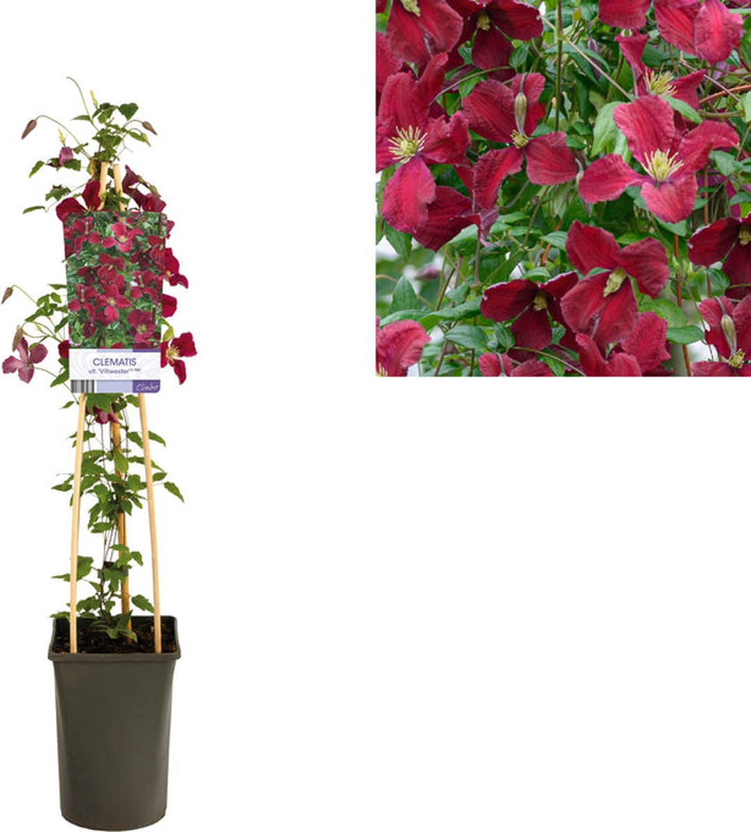 Klimplant Clematis vit. 'Vitiwester'® PBR (Bosrank) | bol
