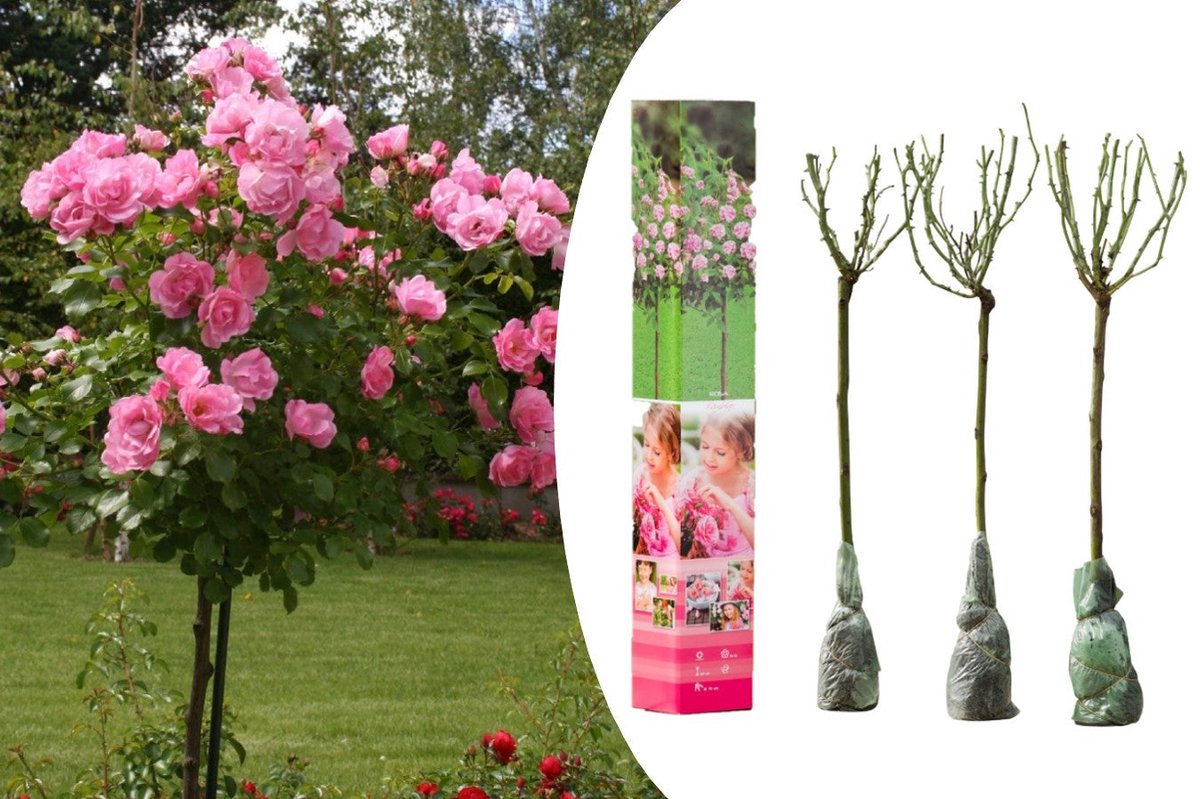 NatureNest - Mini stamroos - Meillandina Mini - Roze - 3 stuks - 55-70 ...