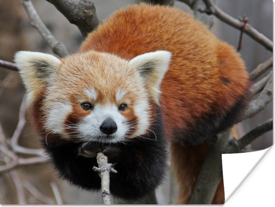 Poster Rode Panda - Takken - Boom - 120x90 cm | bol