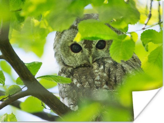 Poster Bosuil tussen lichtgroene bladeren - 40x30 cm | bol