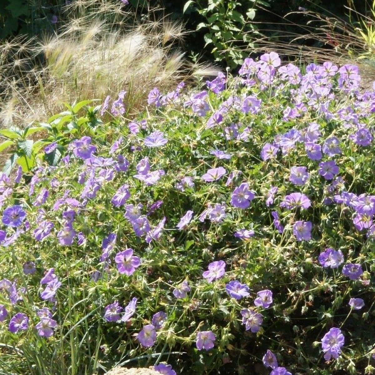50 x Geranium 'Azure Rush' - Ooievaarsbek - Langbloeiende Bodembedekker ...