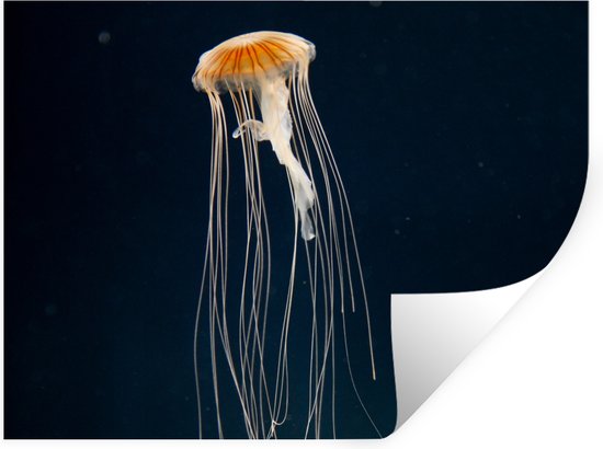 Muurstickers - Sticker Folie - Kwal - Zeedier - Tentakels - 80x60 cm ...