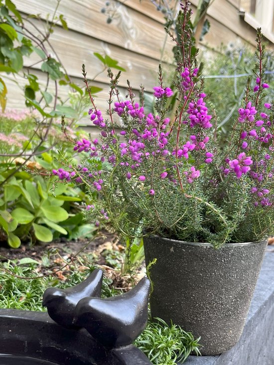 Dopheide Paars - 10 Stuks - Erica cinerea 'Cevennes' - P9.5 - Plant ...
