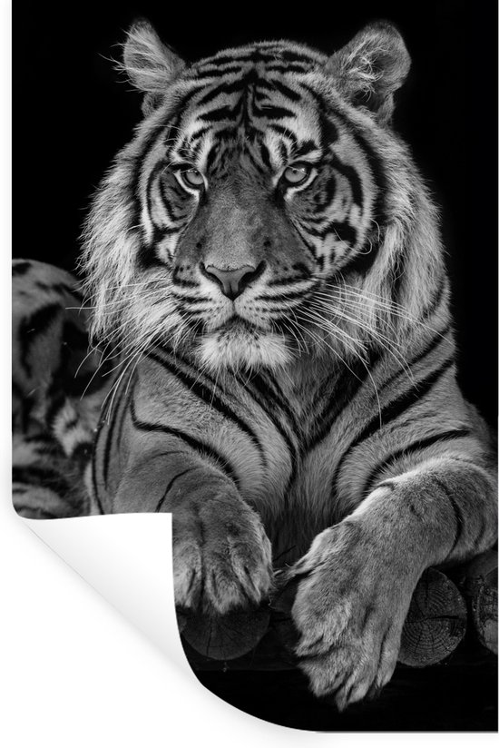 Muurstickers - Sticker Folie - Sumatraanse tijger op zwarte achtergrond in zwart-wit -... | bol