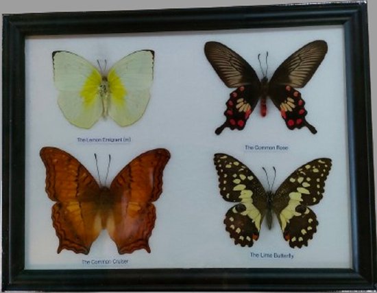 Vlinder vlinders opgezette vlinders insect fotolijst insecten | bol