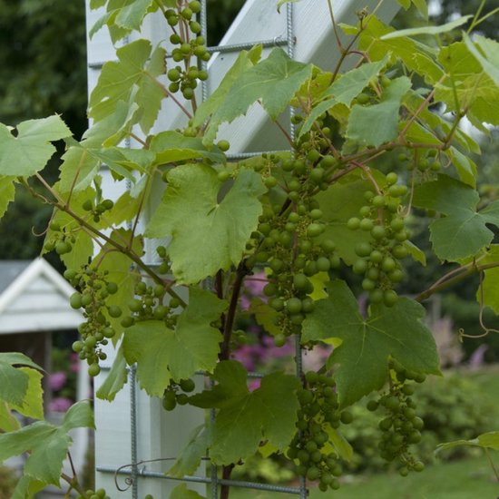 4 x Druivenstruik Blauwe Druif - Winterharde Fruitplant Klimplant ...