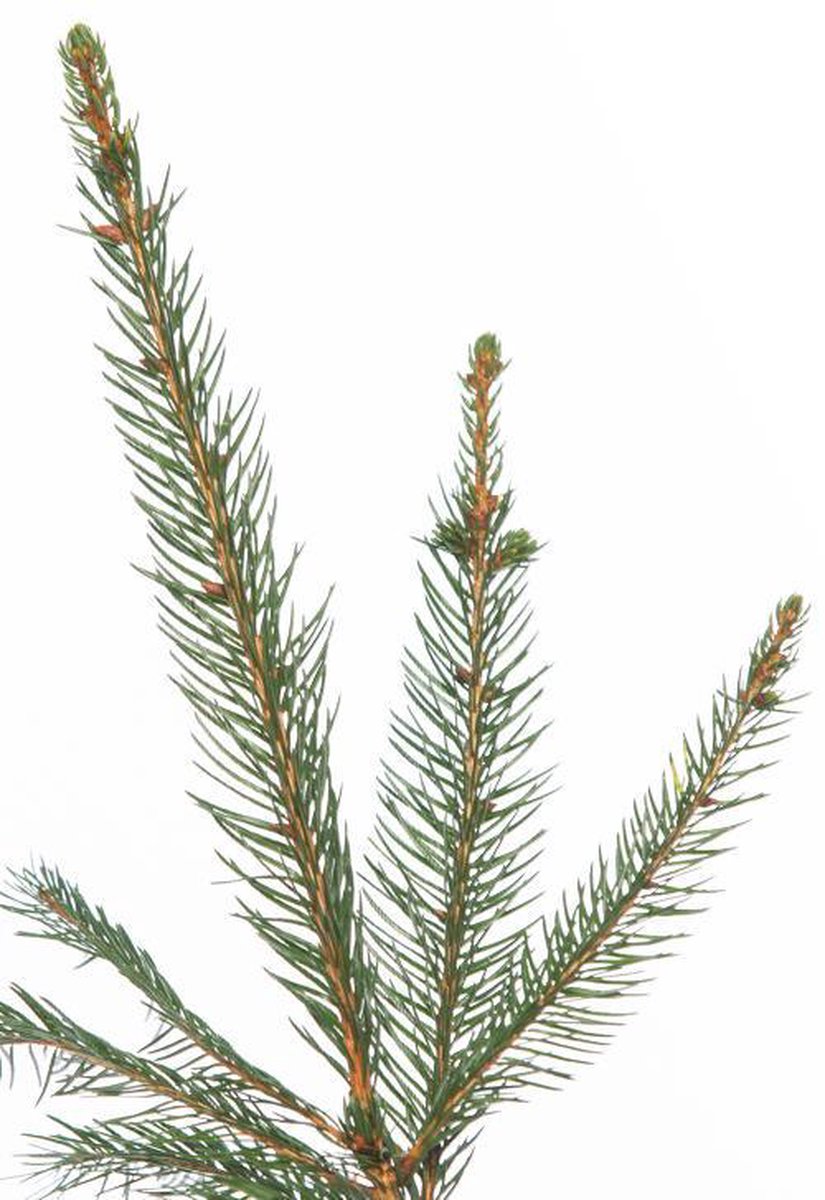 Fijnspar Picea abies in pot 125-150cm | bol