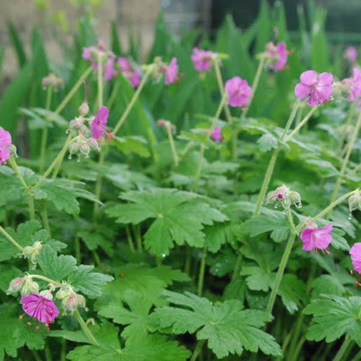 6 x Geranium Macrorrhizum 'Bevan's Variety' - Ooievaarsbek pot 9x9cm | bol