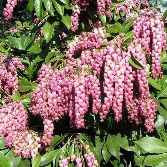 Pieris Japonica 'Valley Rose' - Rotsheide - 20-30 cm pot: Struik met ...