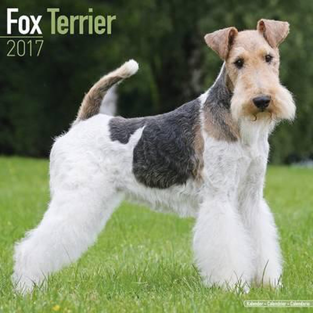 Fox Terrier Calendar 2017 | bol