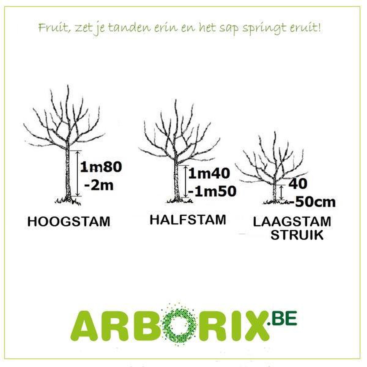 MALUS D. 'GRANNY SMITH'- Appel Boom hoogstam 250cm blote wortel | bol.com