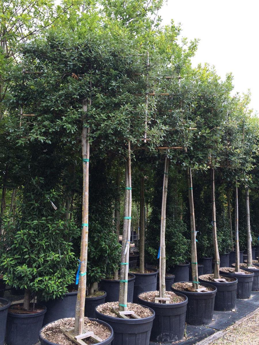 bol.com | Quercus Ilex - Steeneik - Hoogte 325 cm pot