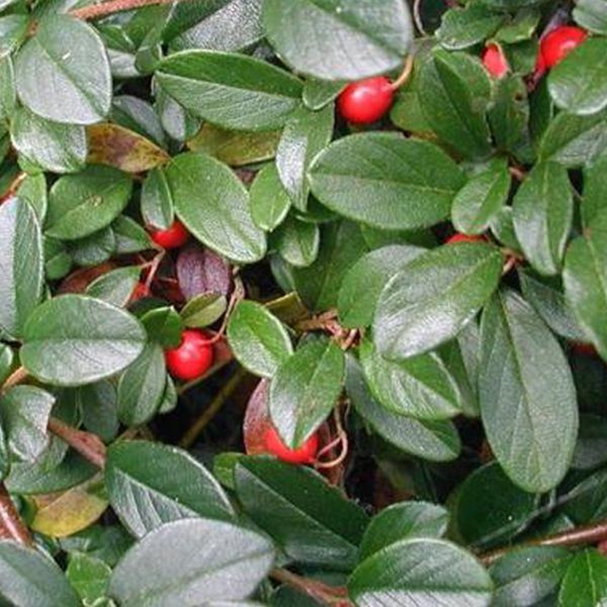 6 x Cotoneaster Dammeri 'Major' - Dwergmispel 'Major' 20-30 cm pot ...