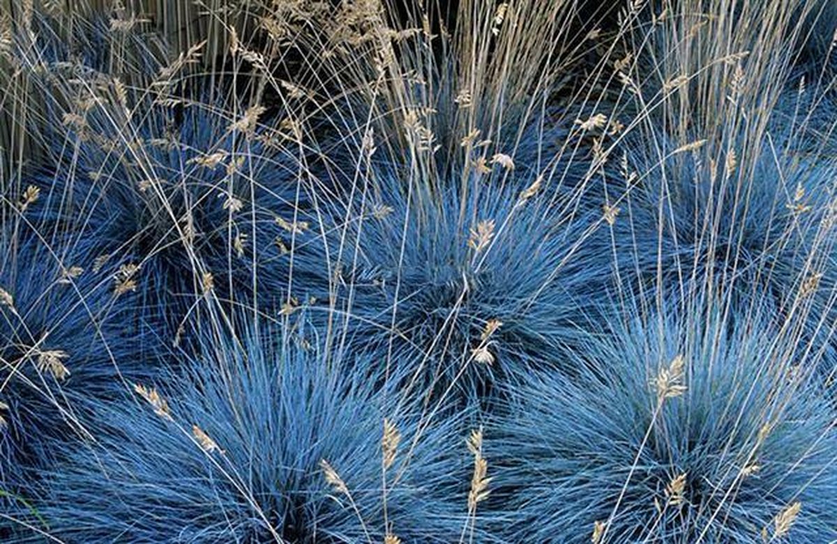 Festuca glauca Elijah Blue incl. pot 5Ltr. - Blauw schapengras | bol.com