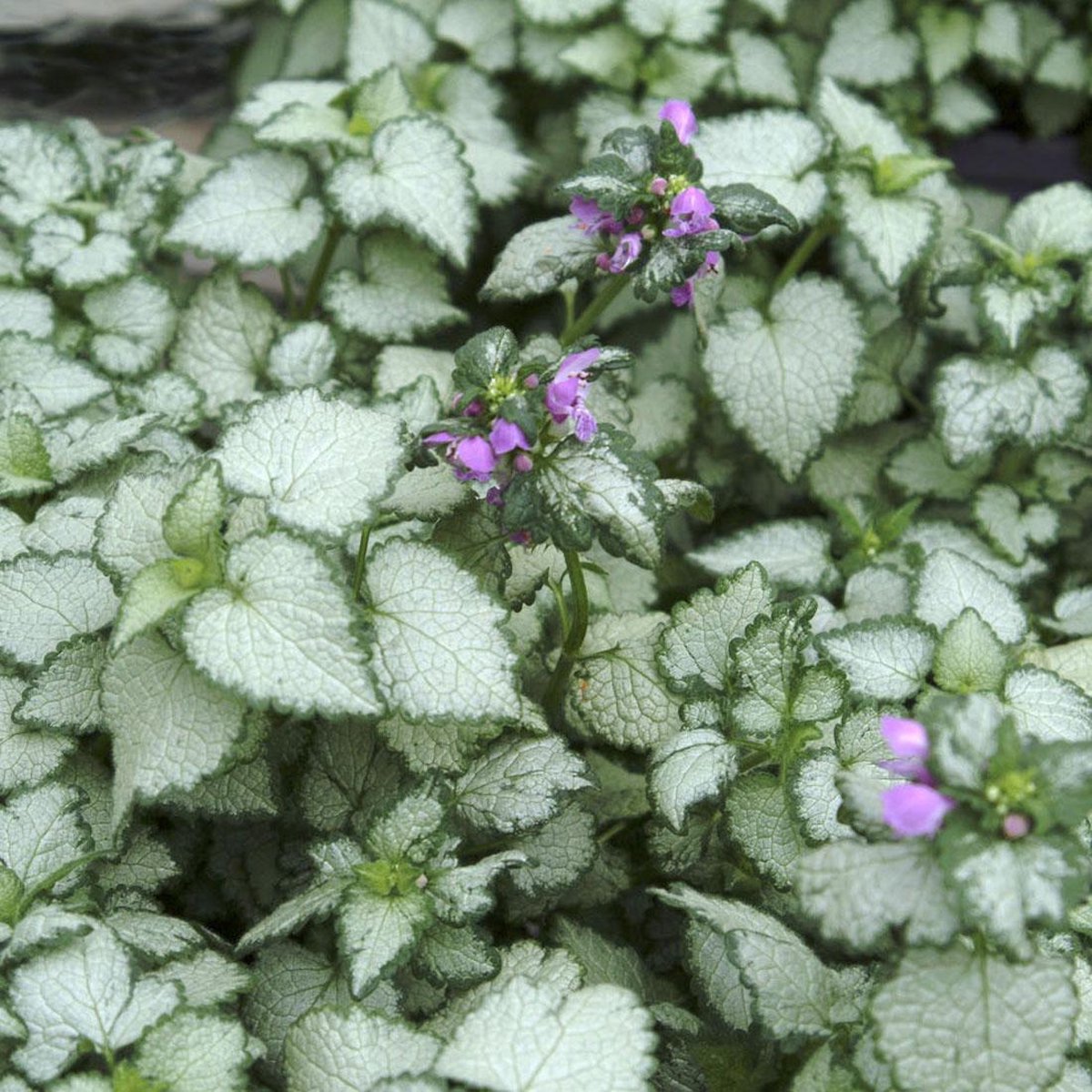 6 x Lamium Maculatum 'Beacon Silver' - Lamier tacheté 'Beacon Silver ...