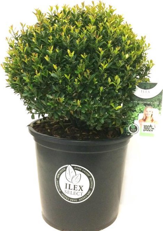 Ilex crenata blondie® bol 35/40 | bol