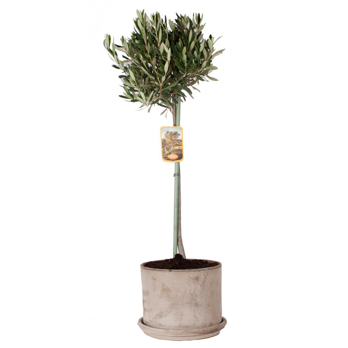 Olijfboom en pot - 100cm | bol