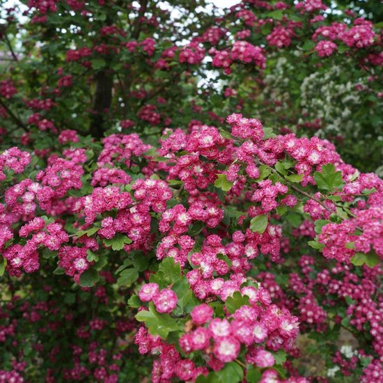 Crataegus Media 'Paul'S Scarlet' - Meidoorn 80-100 cm in pot | bol.com