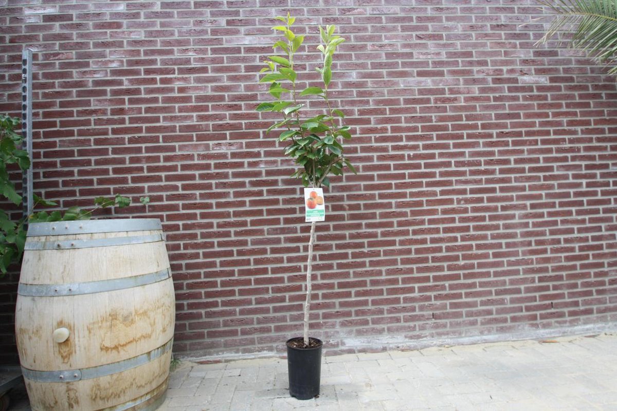 Kakiboom, 160cm, Diospyros Kaki | bol.com