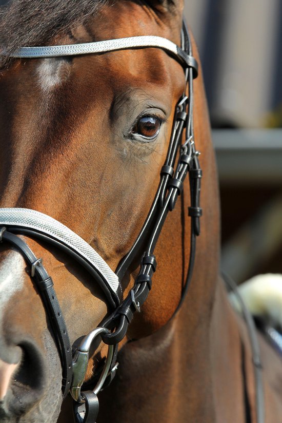 Hoofdstel Jamie Full | bol