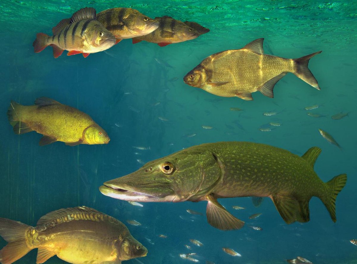 Poster Nederlandse Zoetwatervissen 70 x 100 cm Educatieve Vis Visposter ...