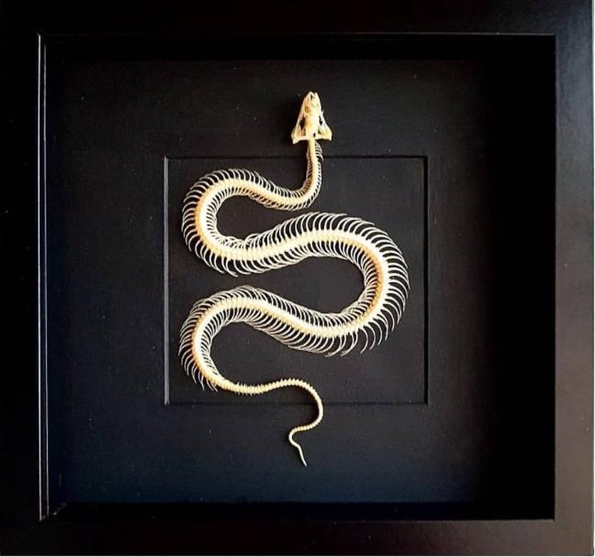 Skelet slang in lijst | bol