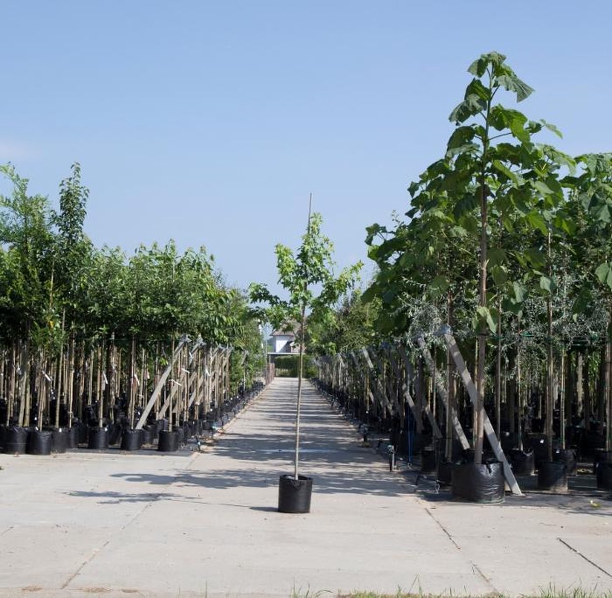 Bomenbezorgd.nl - Amberboom - ‘Liquidambar styraciflua - 200-300 cm totaalhoogte | bol.com