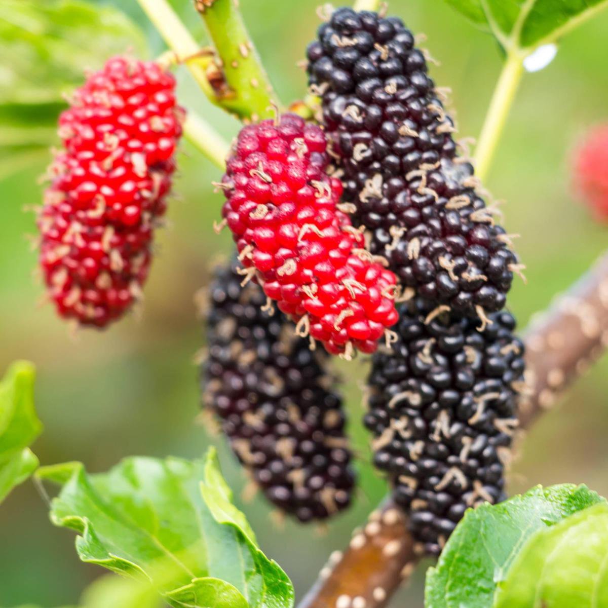 Morus alba Giant Fruit, zelfbestuivend, winterhard | bol.com