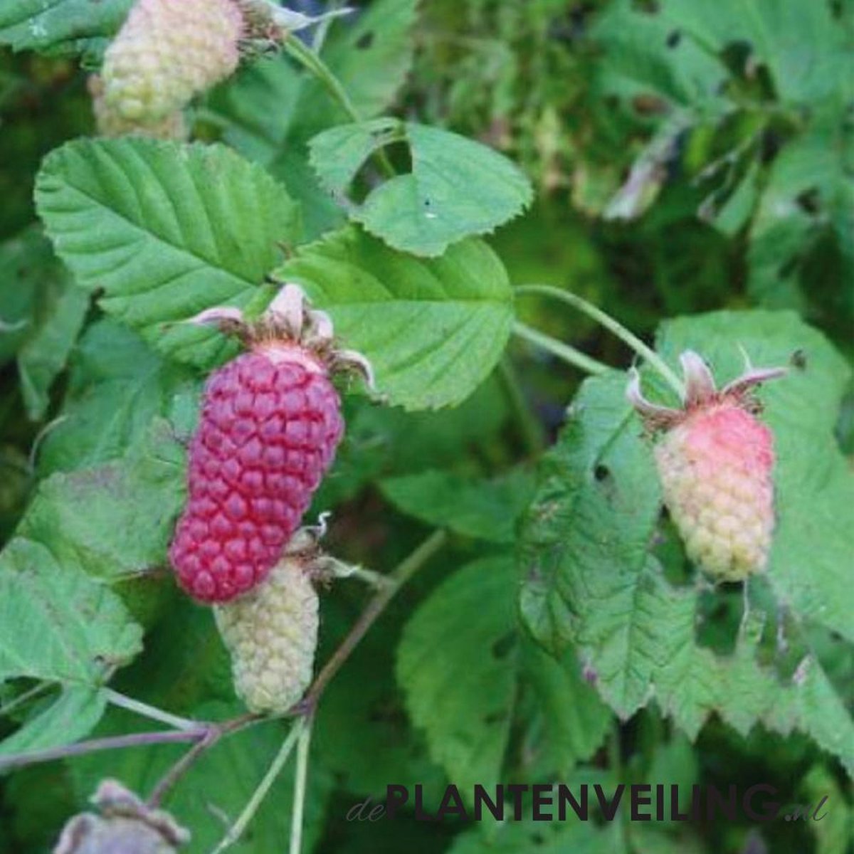 Loganbes - Rubus fruticosus Thornless 'Loganberry' - kruising braam met ...