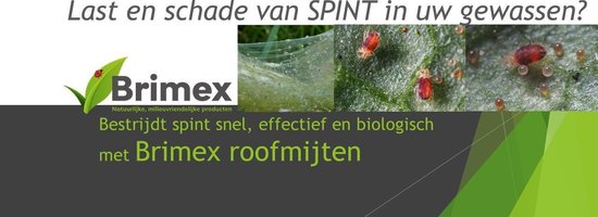 Brimex roofmijt Phytoseiulus system 1.000 stuks tegen spint | bol.com
