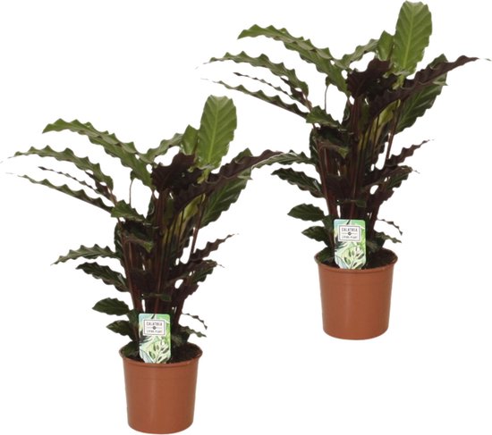 Calathea 'Rufibarba Wavestar' - Luchtzuiverende Calathea - Set Van 2 ...