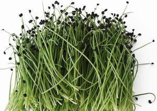 ONION LEEK microgreen zaden 30G | bol.com