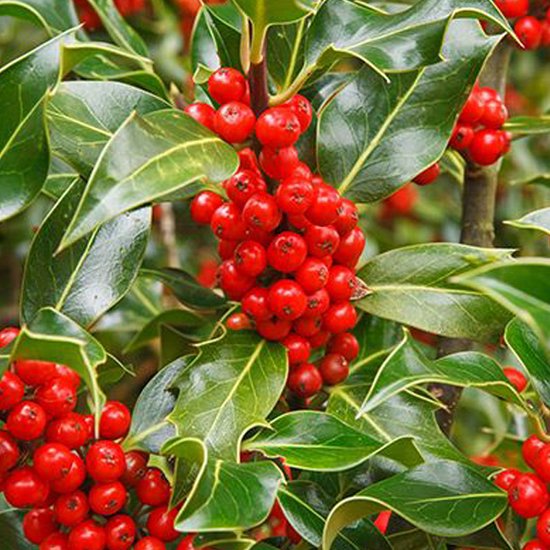 Hulst - Ilex aquifolium 'J.C. Van Tol' 40-60 cm | bol