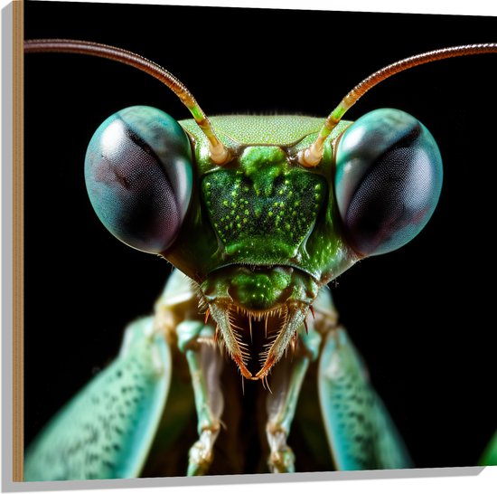 Hout - Close-up van Kop van Sprinkhaan - 80x80 cm - 9 mm dik - Foto op ...