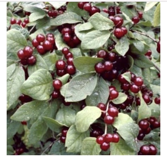 Lonicera xylosteum - Rode Kamperfoelie 40 - 60 cm in pot | bol