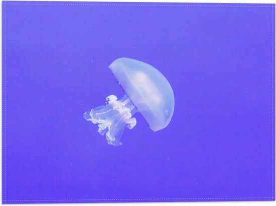 Vlag - Witte Kwal in Zee met Paarse Gloed - 40x30 cm Foto op Polyester ...