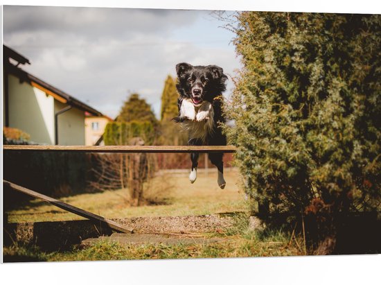 PVC Schuimplaat- Dieren - Hond - Tuin - Planten - Springen - 105x70 cm ...