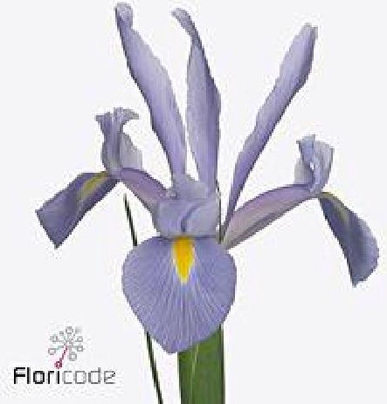 DutchFlowers - Boeket - 50x Iris shanghai 60cm | bol