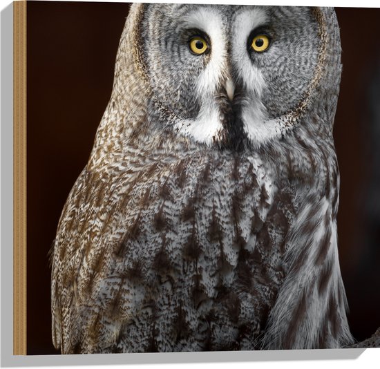 Hout - Grote Grijze Lapland Uil met Felgele Ogen - 50x50 cm - 9 mm dik ...